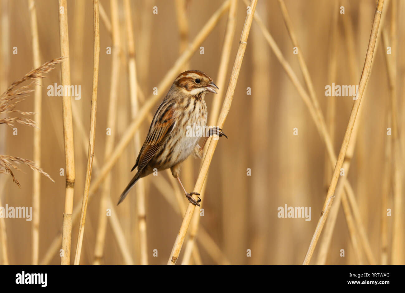 Bruant des roseaux femelle Banque de photographies et d’images à haute ...