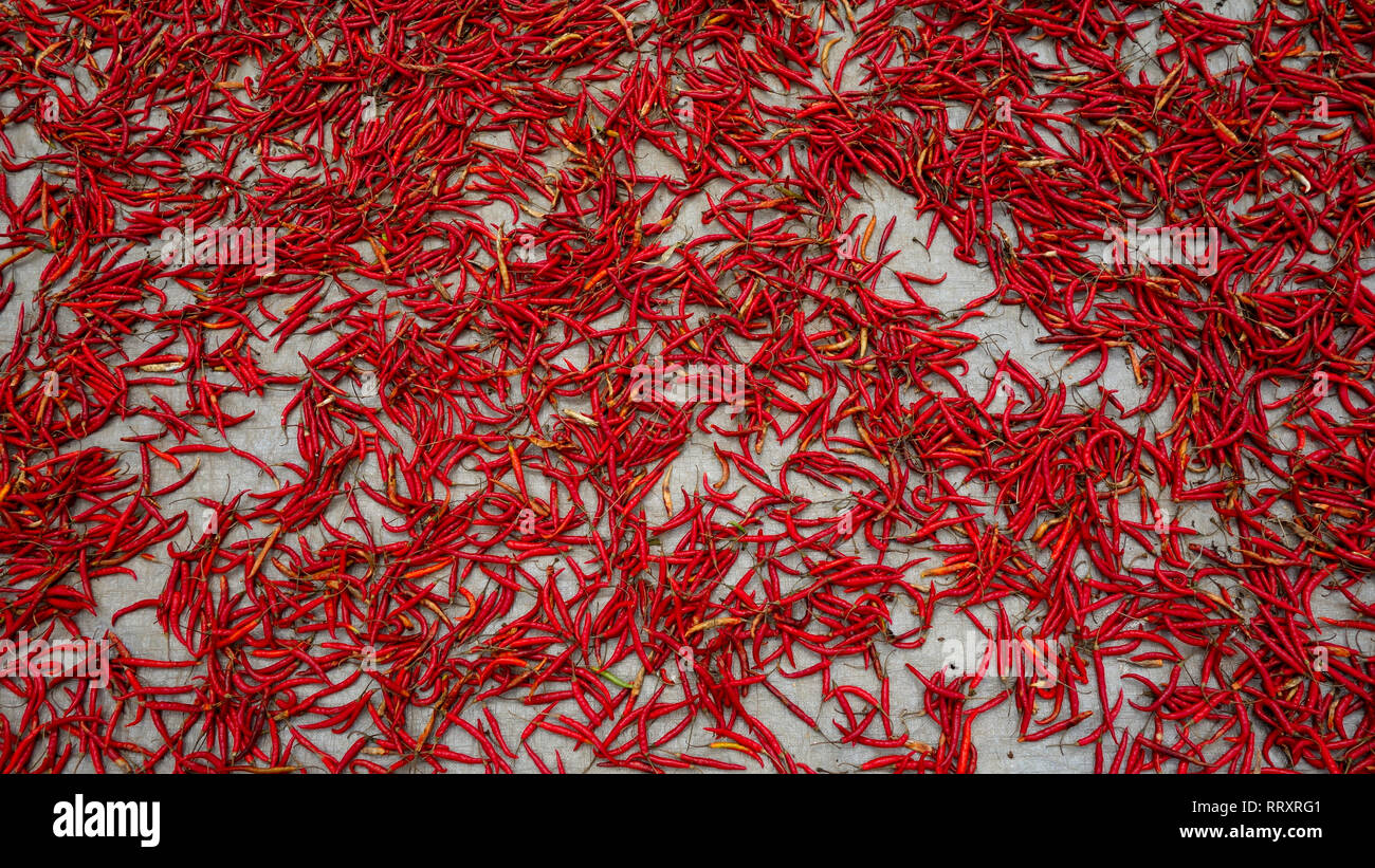 Chili pepper plant Banque de photographies et d’images à haute ...