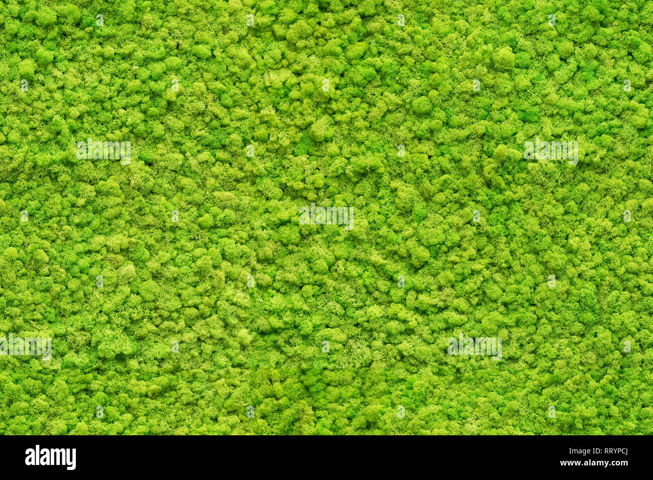 Texture de mousse verte Banque de photographies et d’images à haute ...