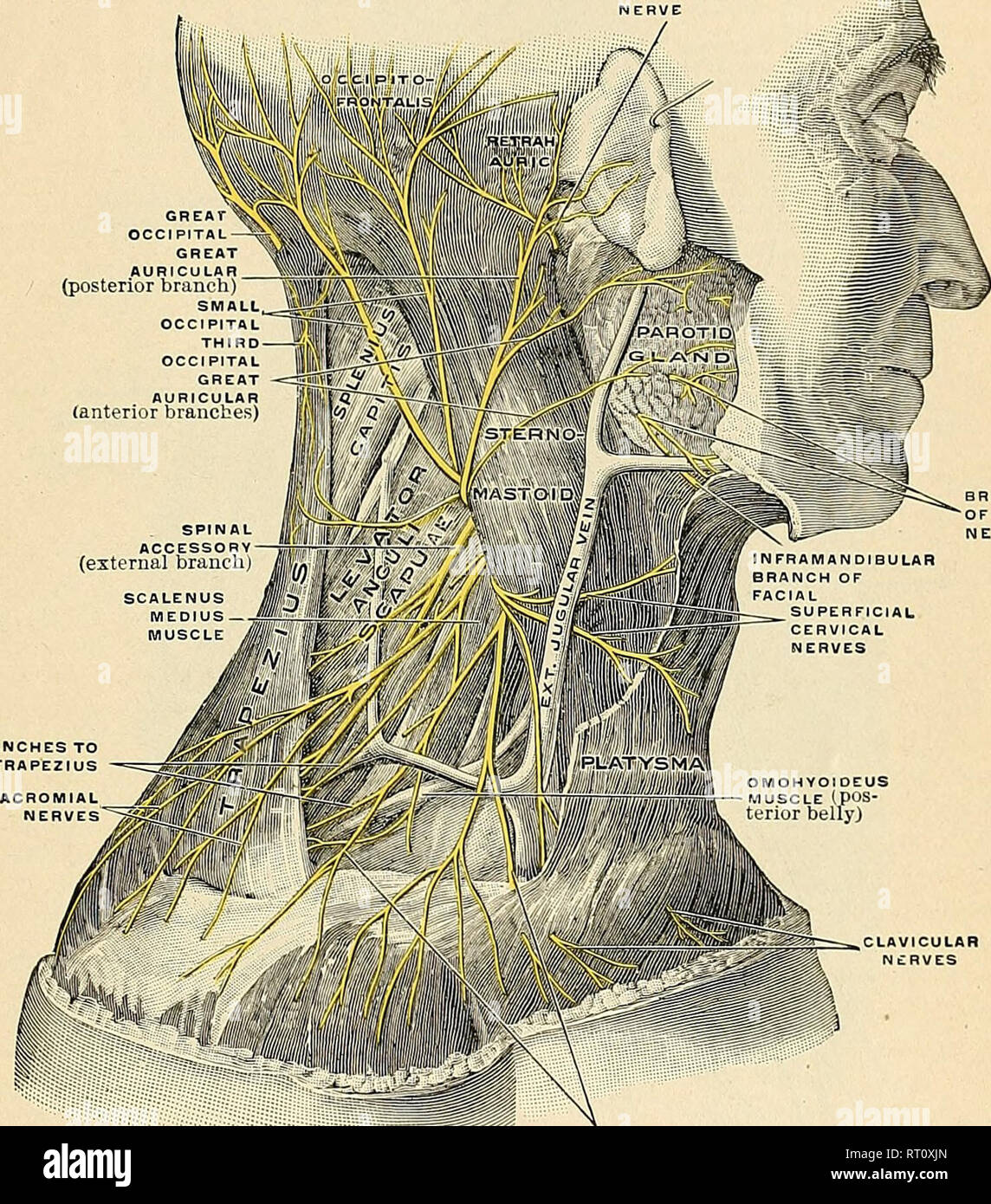 Plexus cervical superficiel Banque de photographies et d’images à haute ...