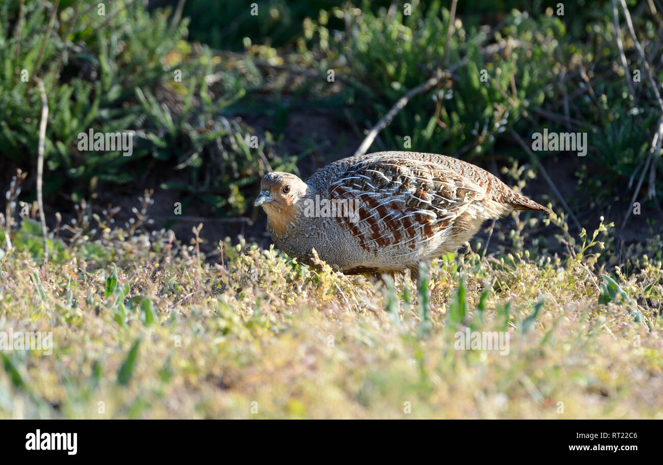 La perdrix, Perdix perdix, poulets, poulets sauvages, d'oiseaux ...