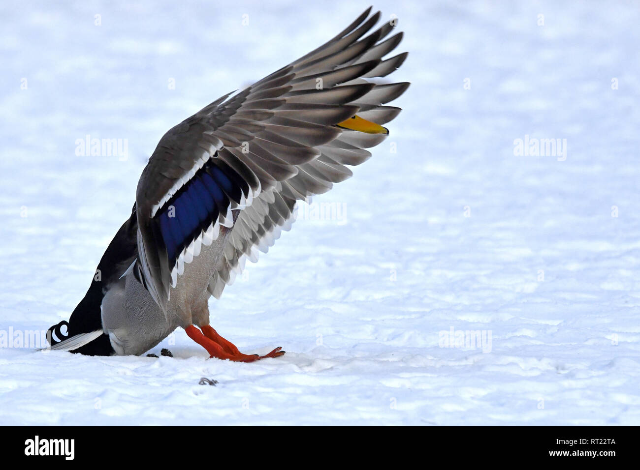 Anas platyrhynchos, canard, canards, canards en hiver, saison de l ...