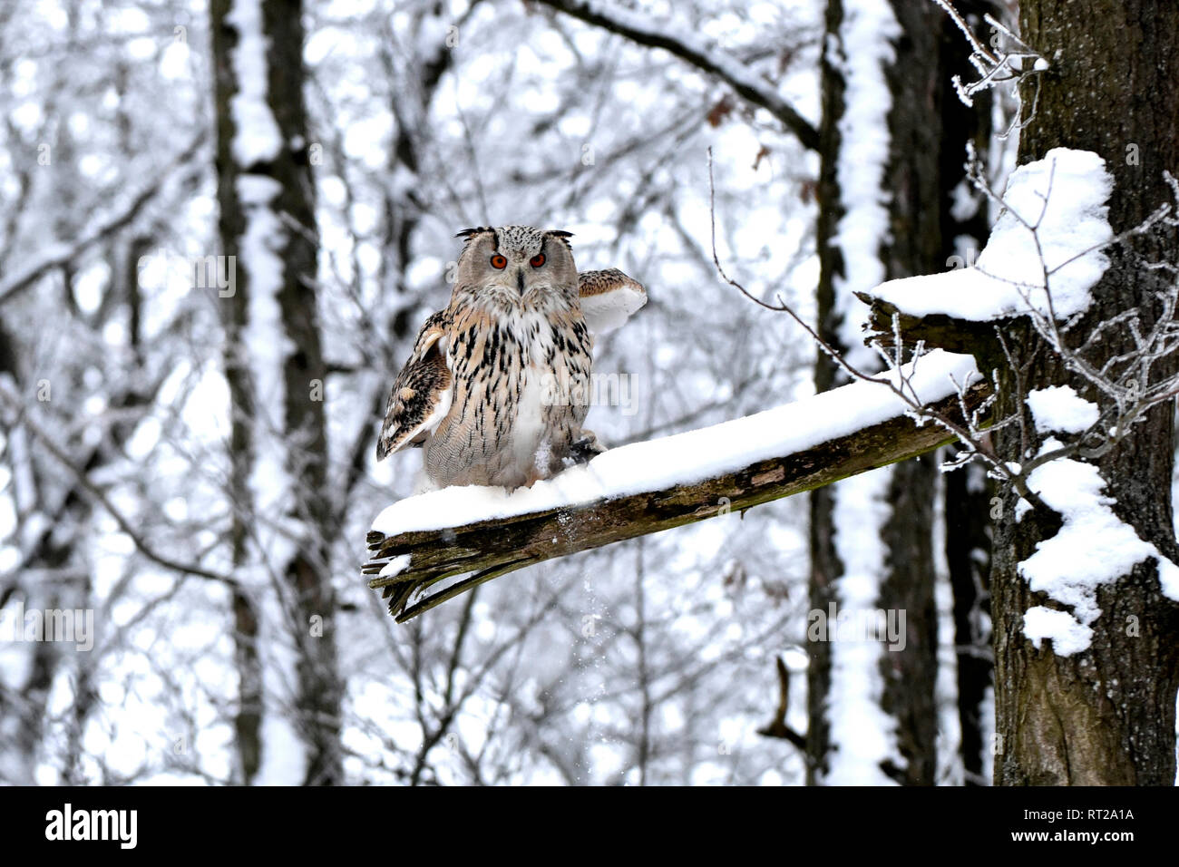 Bubo bubo, hiboux, chouettes, hiboux, griffin, griffons, les oiseaux de ...