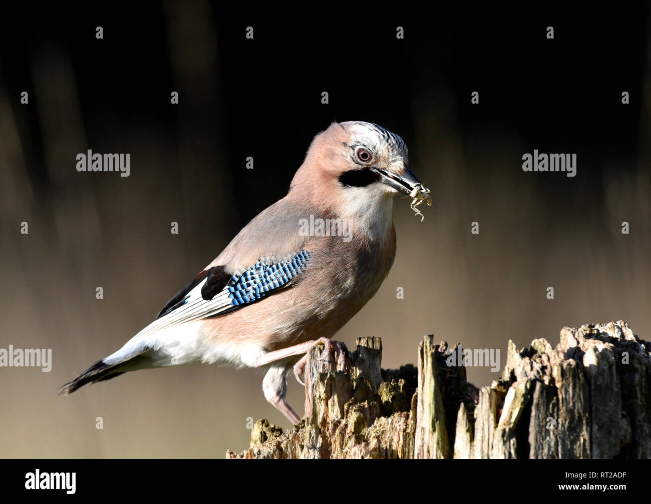 Jay, forestier de l'bois, Garrulus glandarius, bois, Häher, Markwart ...