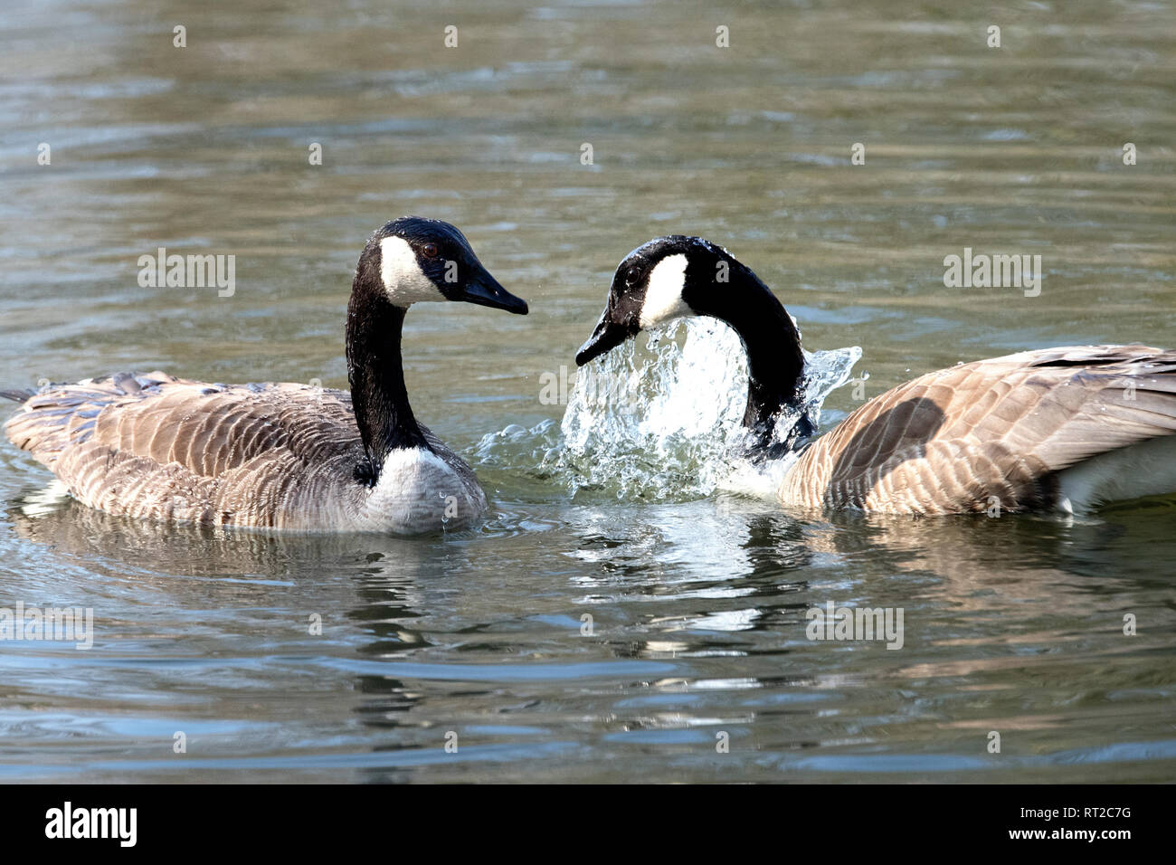 Accouplement d'oies Banque de photographies et d’images à haute résolution - Alamy