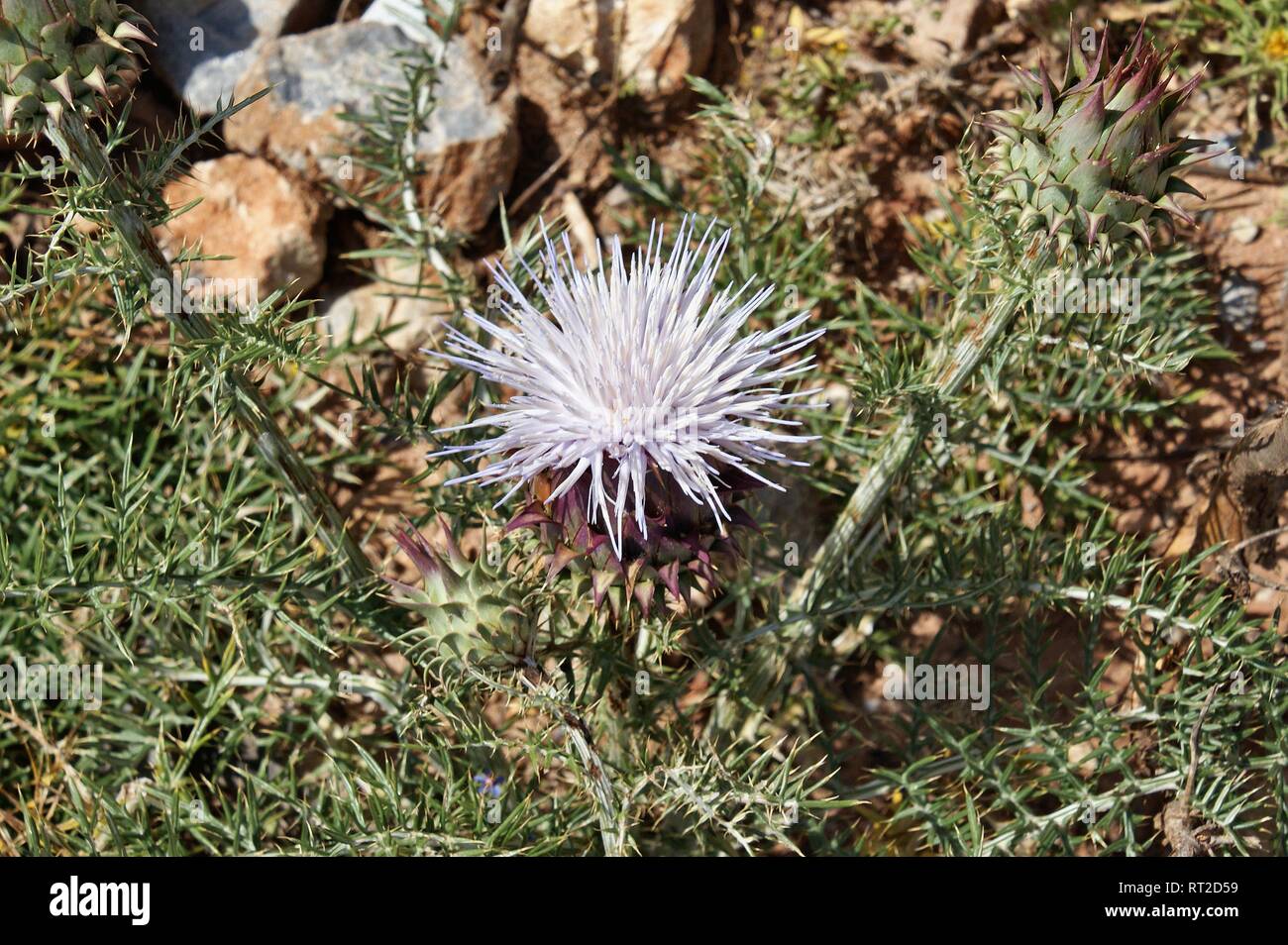 Cynara humilis Banque de photographies et d’images à haute résolution ...