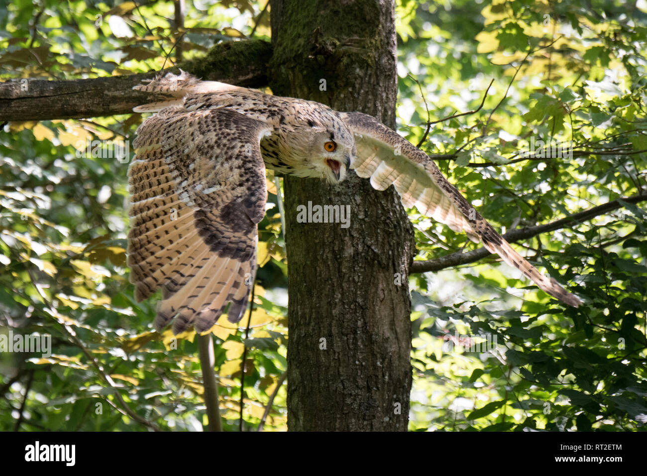 Bubo bubo, hiboux, chouettes, hiboux, griffin, griffons, les oiseaux de ...