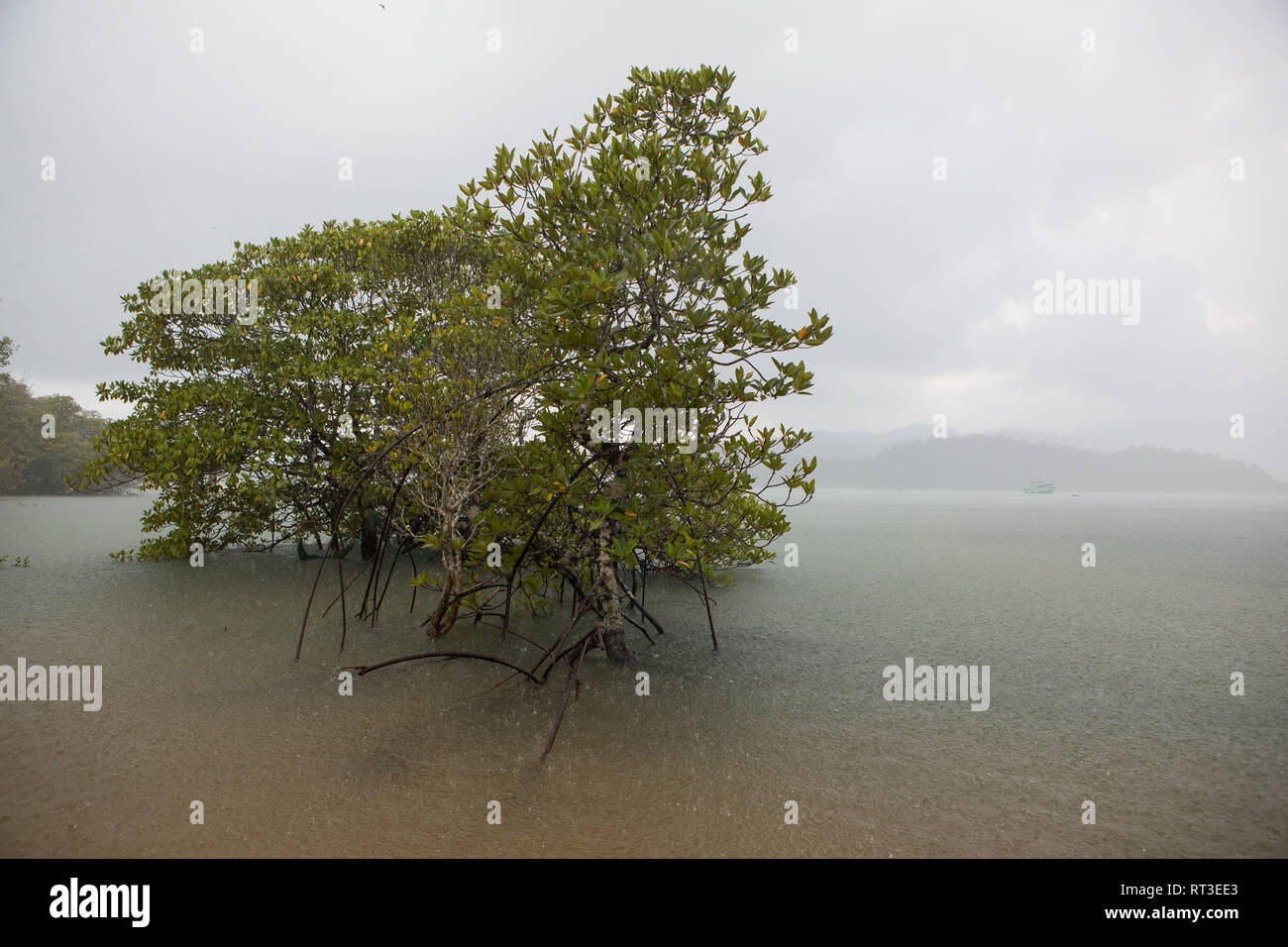 La pluie tropicale et les inondations dans les mangroves Photo Stock ...