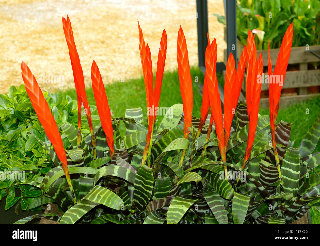 Aechmea bromeliad plants Banque de photographies et d’images à haute ...