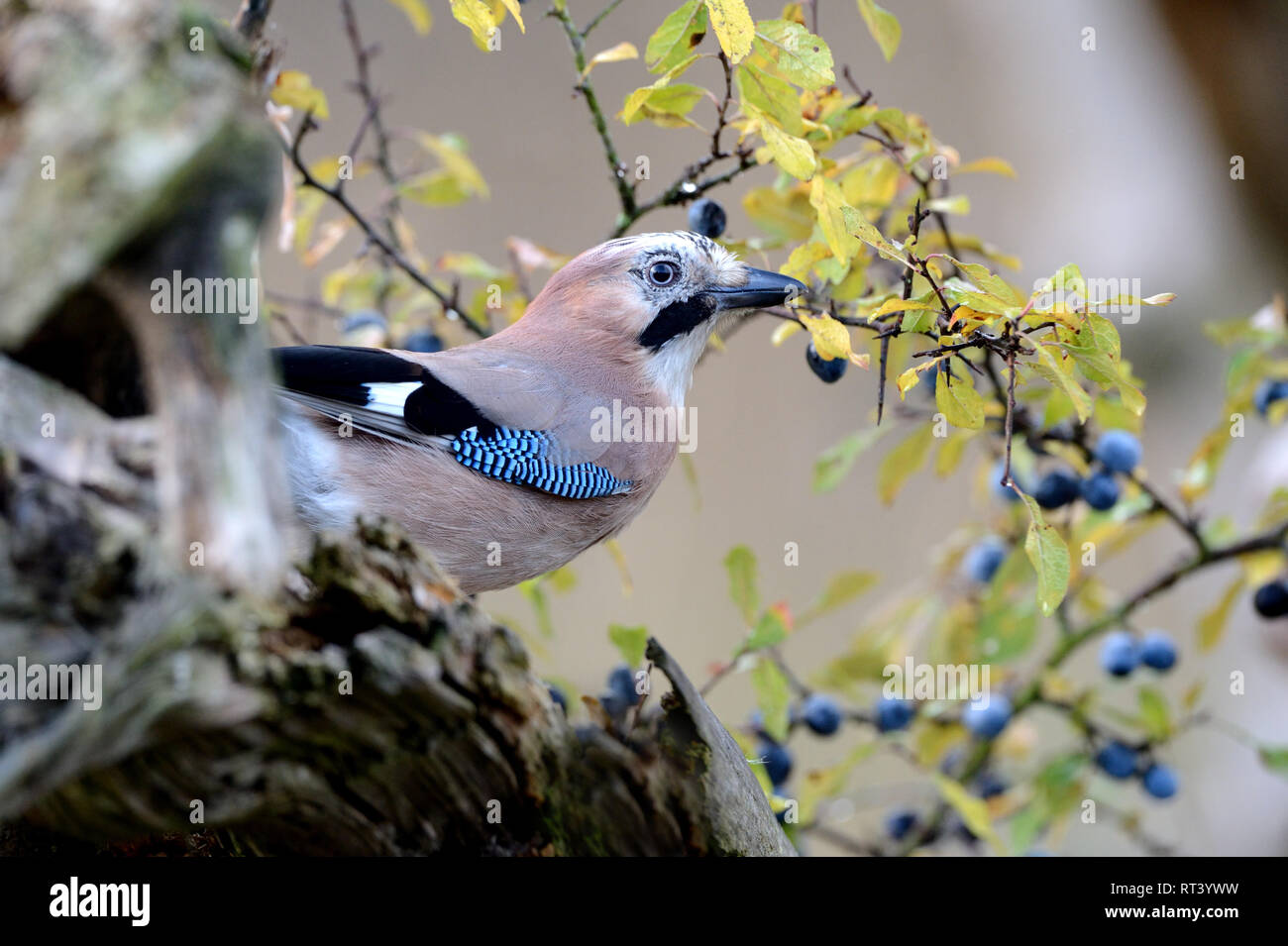 Jay, Garrulus glandarius, Häher, Markwart, Raven, oiseaux chanteurs ...