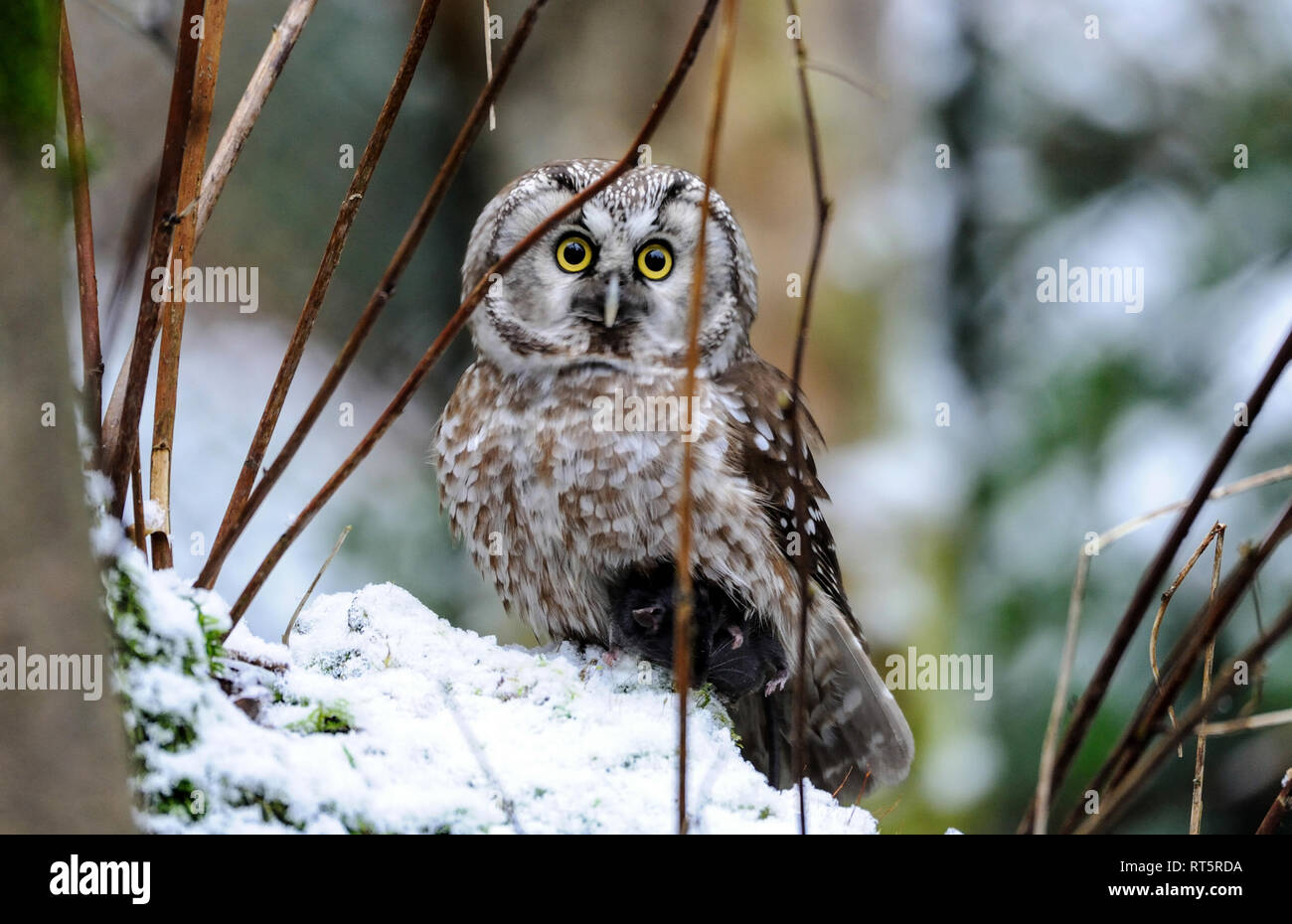 Aegolius funereus, hibou, hiboux, griffons, oiseau de proie, chouette ...