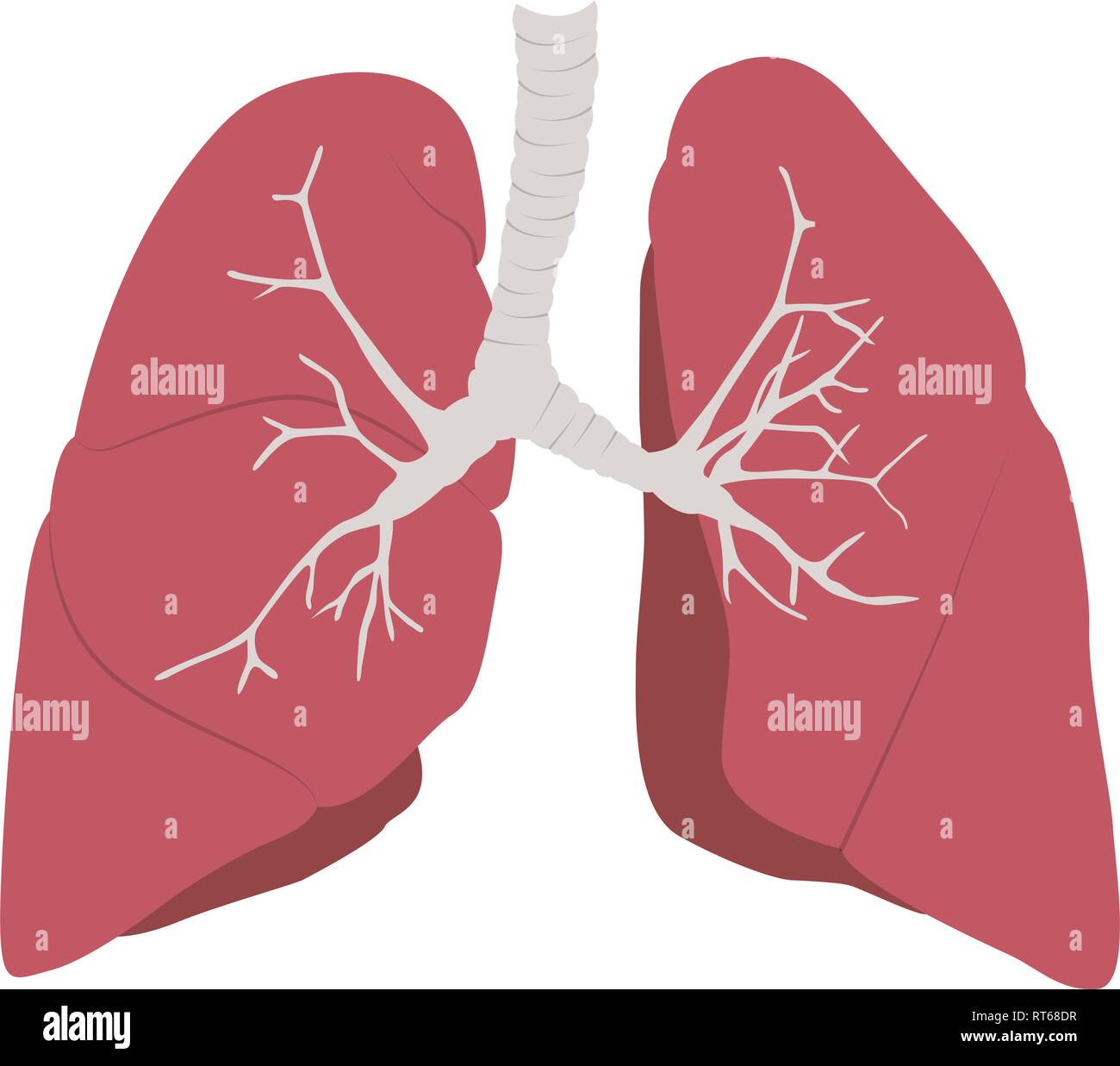 Organe interne des poumons humains Banque de photographies et d’images ...