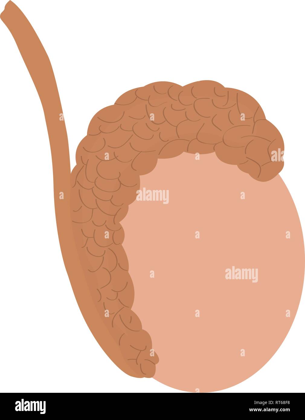 Anatomie du testicule masculin Banque de photographies et d’images à ...
