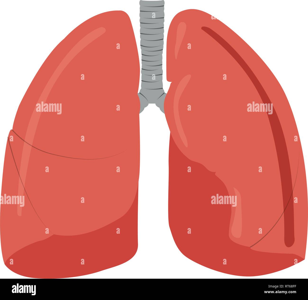 Organe interne des poumons humains Banque de photographies et d’images ...