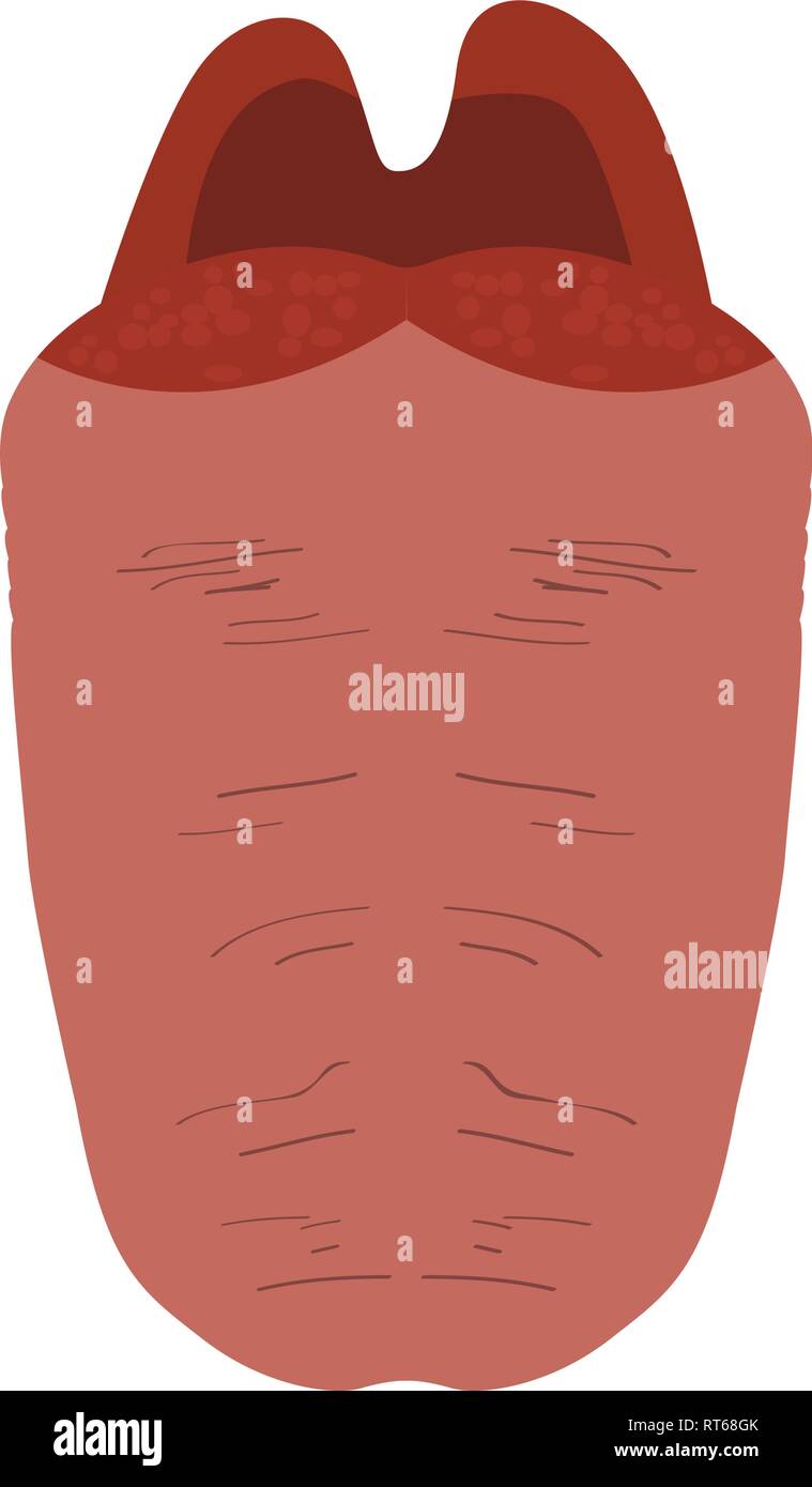 Anatomie de la langue Banque de photographies et d’images à haute ...