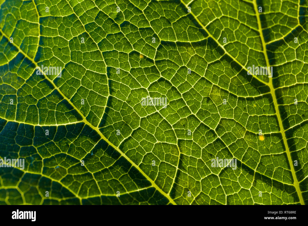 Détail de feuille de chou Banque de photographies et d’images à haute ...