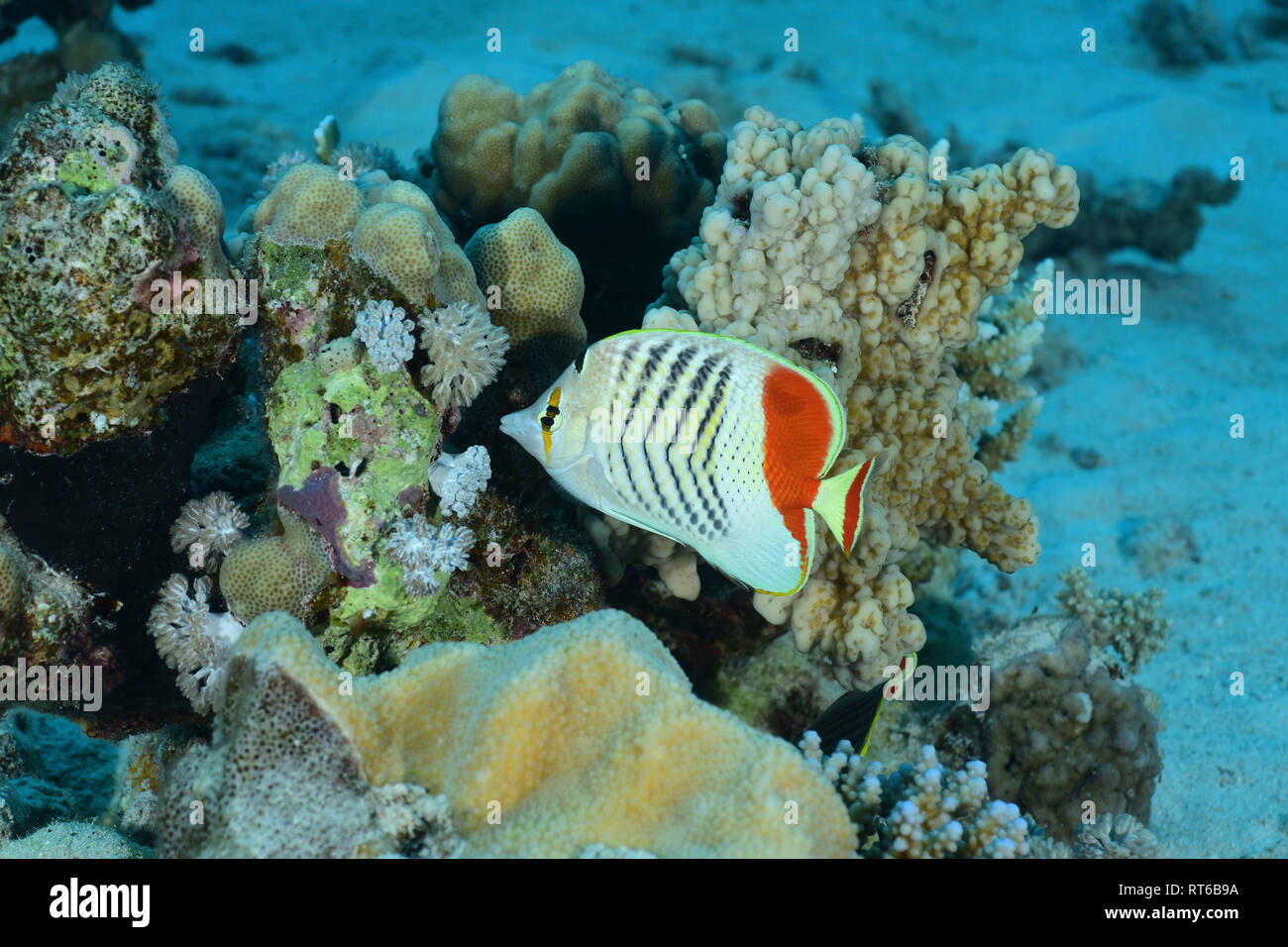 Poisson papillon eritrean de la mer rouge chaetodon paucifasciatus ...