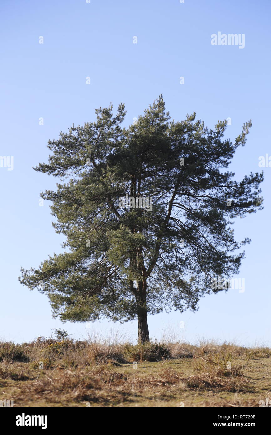 Arbre solitaire solitaire Banque de photographies et d’images à haute ...