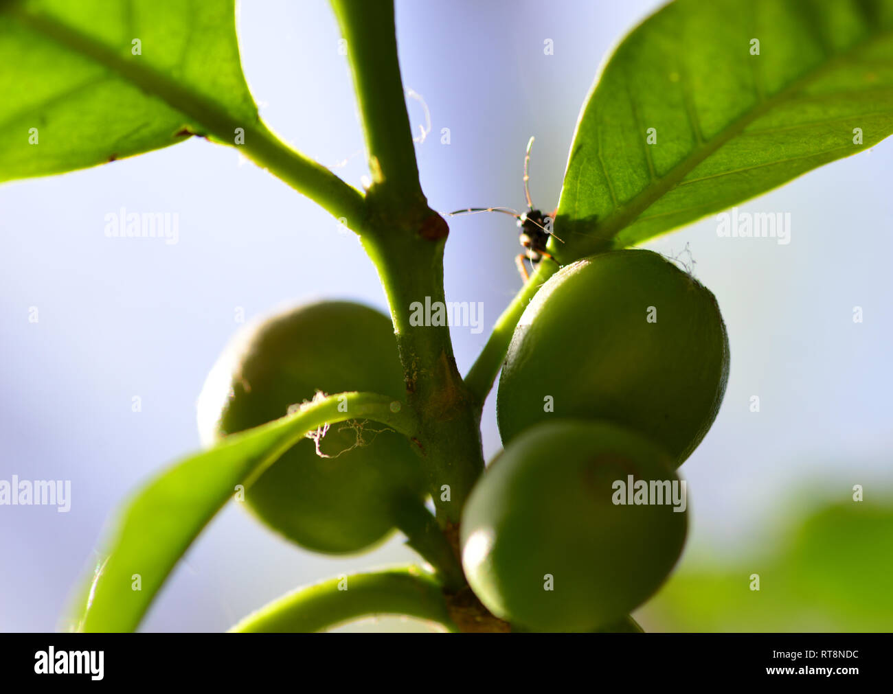 Joli insecte Banque de photographies et d’images à haute résolution - Alamy