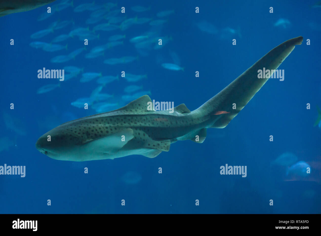 Zebra shark aquarium australia Banque de photographies et d’images à ...