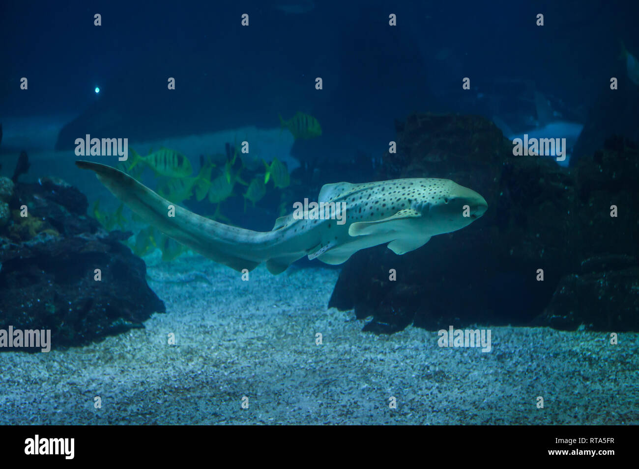 Zebra shark aquarium australia Banque de photographies et d’images à ...
