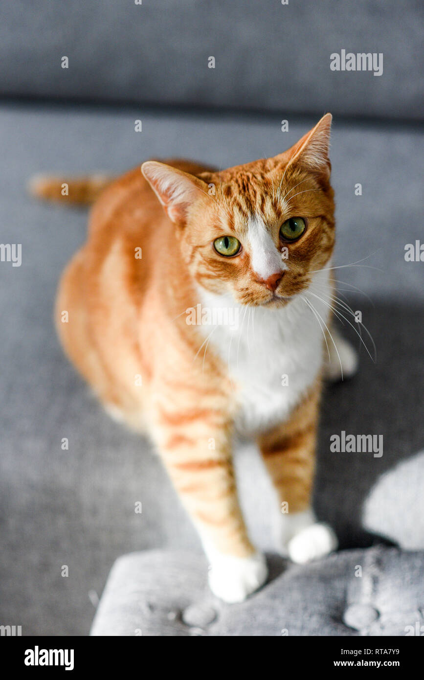 Portrait de chat roux aux yeux verts à la maison Photo Stock - Alamy