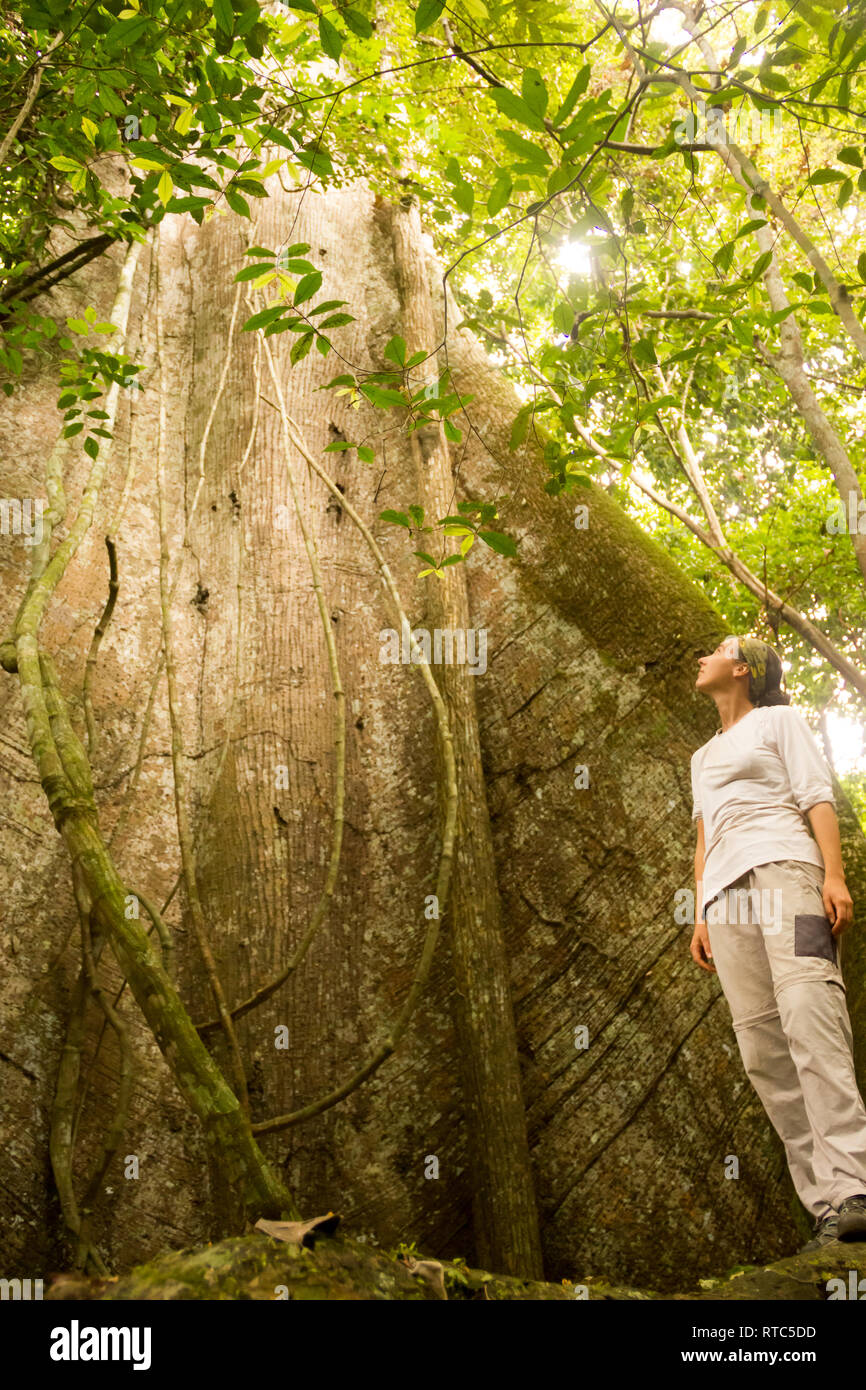 Samauma arbre géant Banque de photographies et d’images à haute ...
