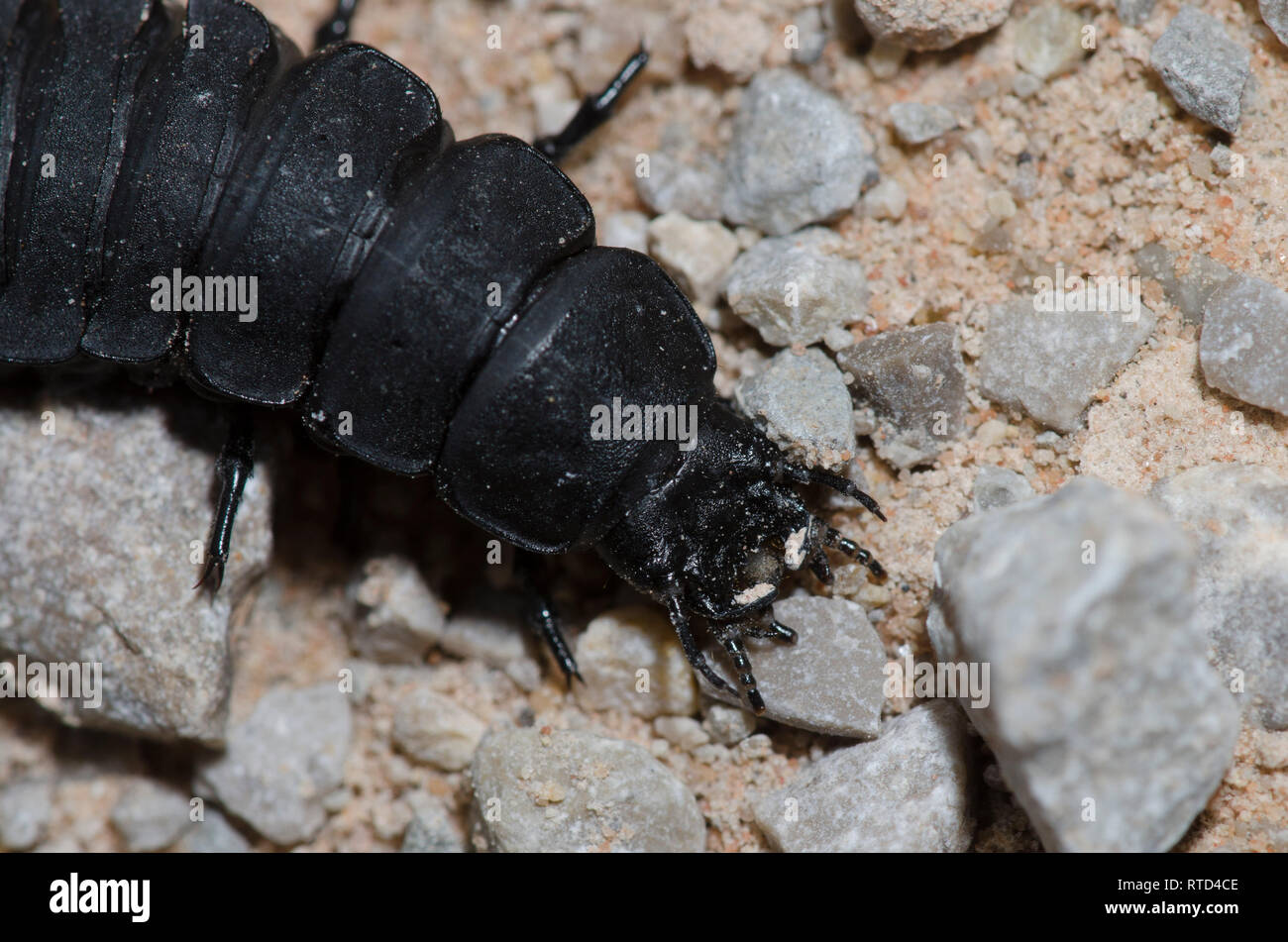 Ground Beetle Larva Banque d'image et photos - Alamy