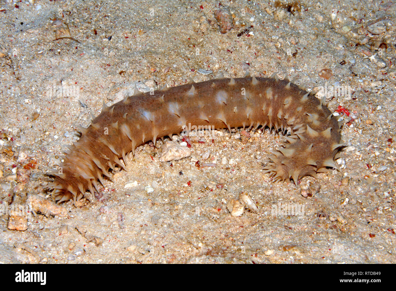 La queue du tigre, de concombre de mer Holothuria hilla ...