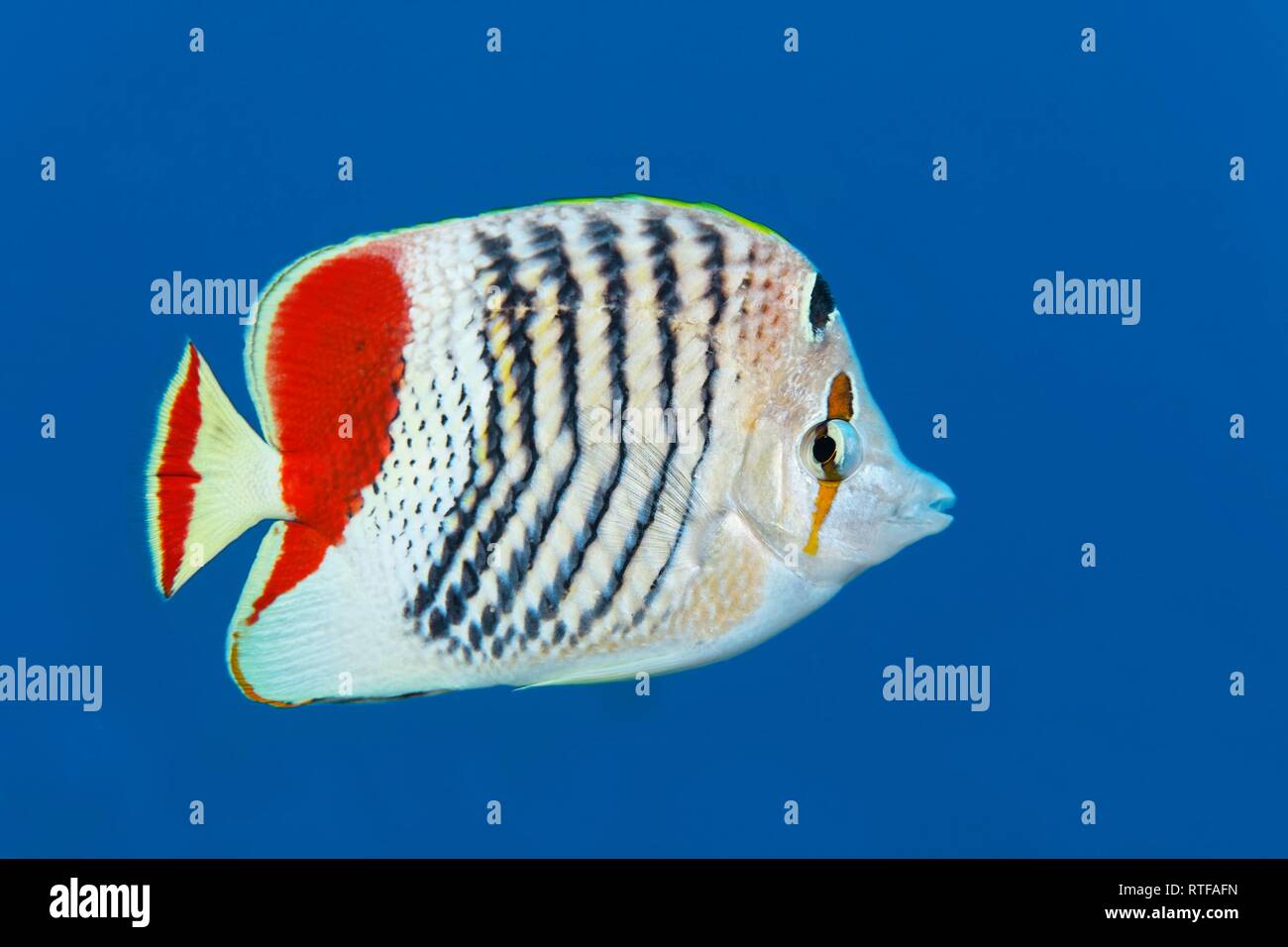 Poisson papillon eritrean de la mer rouge chaetodon paucifasciatus ...