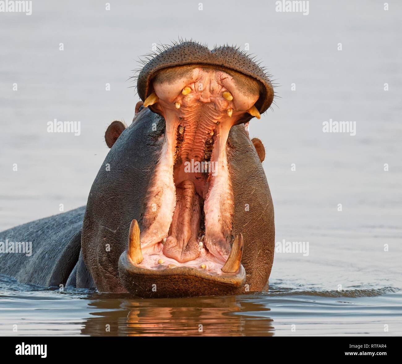 Portrait animal avec bouche ouverte Banque de photographies et d’images ...