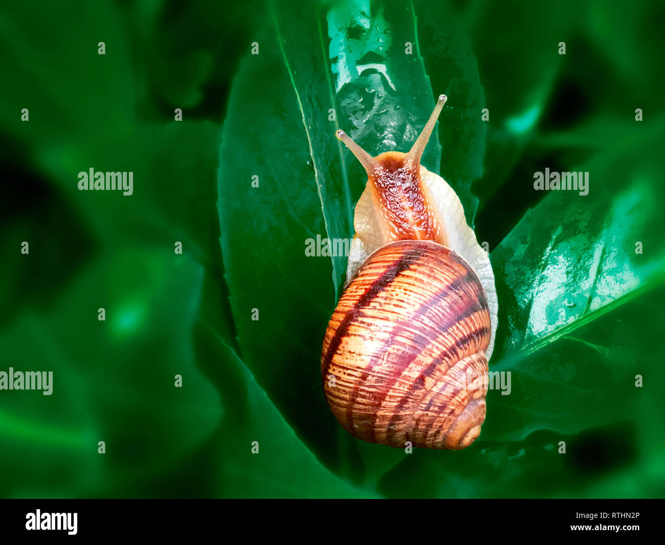 Helix pomatia romain aussi escargot, escargots, escargot de Bourgogne ...