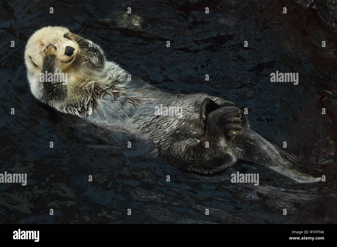 Loutre de mer (Enhydra lutris) Nager dans l'Océanarium de Lisbonne ... Loutre de mer (Enhydra lutris) Nager dans l'Océanarium de Lisbonne ...