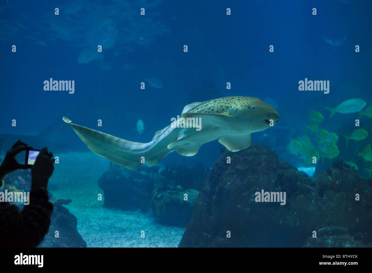 Zebra shark aquarium australia Banque de photographies et d’images à ...