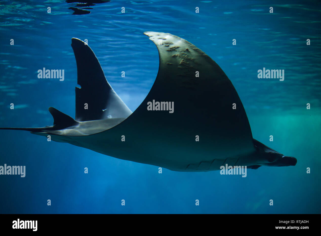 Mobula diabolus Banque de photographies et d’images à haute résolution ...