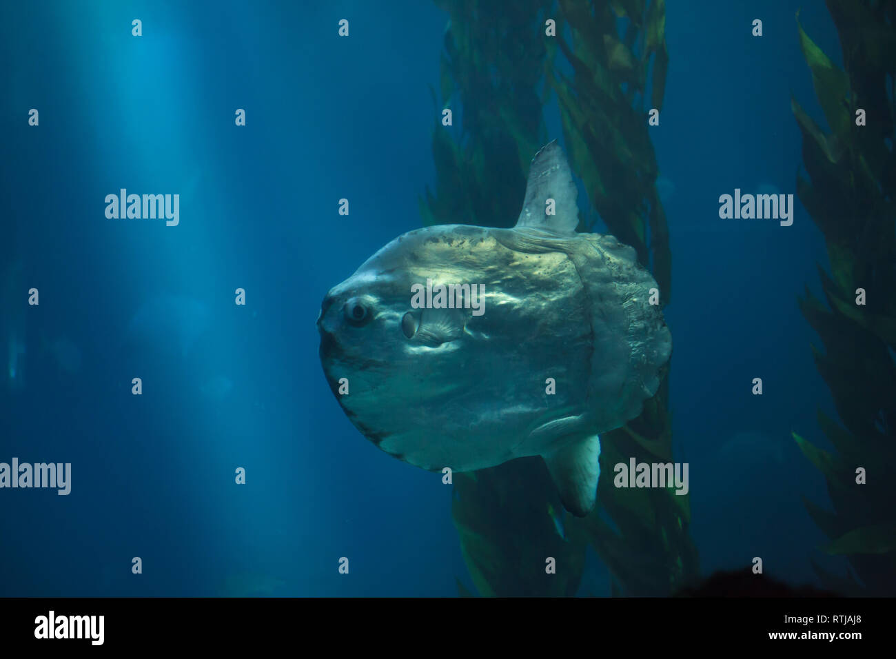 Ocean sunfish mola mola in Banque de photographies et d’images à haute ...