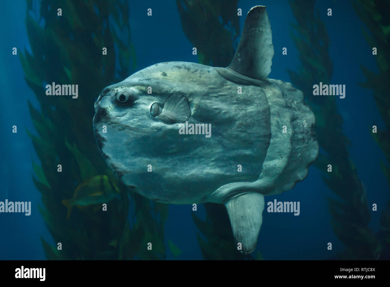 Ocean sunfish mola mola in Banque de photographies et d’images à haute ...