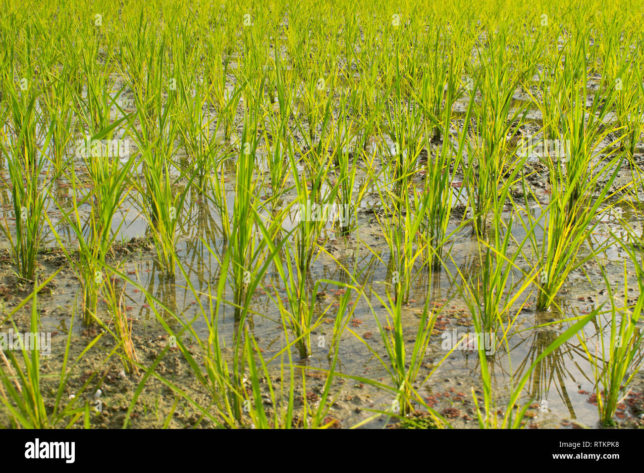 Les plants de riz fraîchement plantés sur une plantation de riz, riz ...
