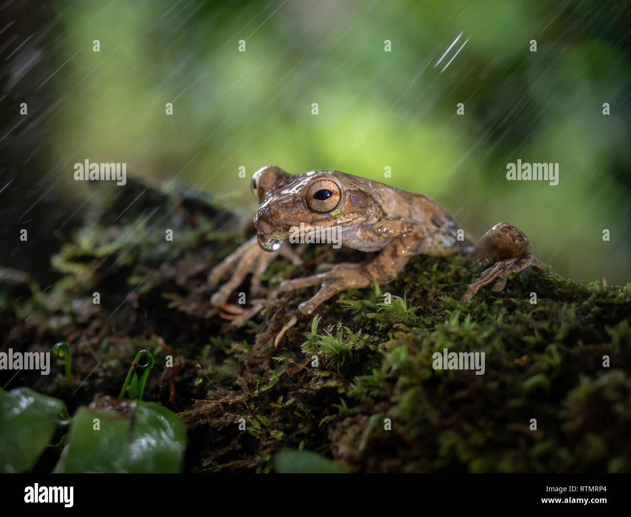 Grenouille sous la pluie Banque de photographies et d’images à haute ...