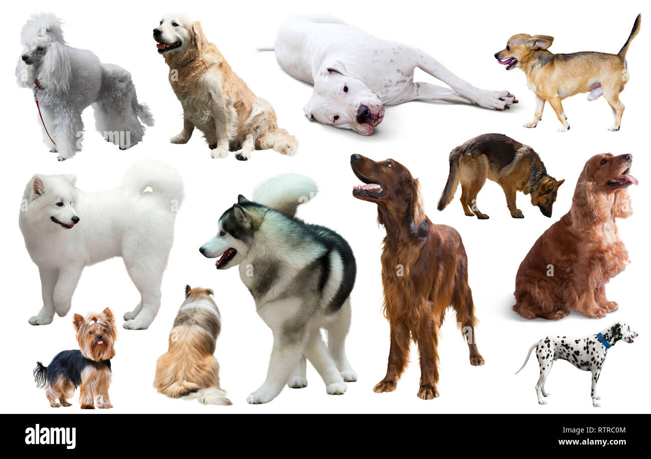 Différents types de chiens de races isolated on white Photo Stock - Alamy