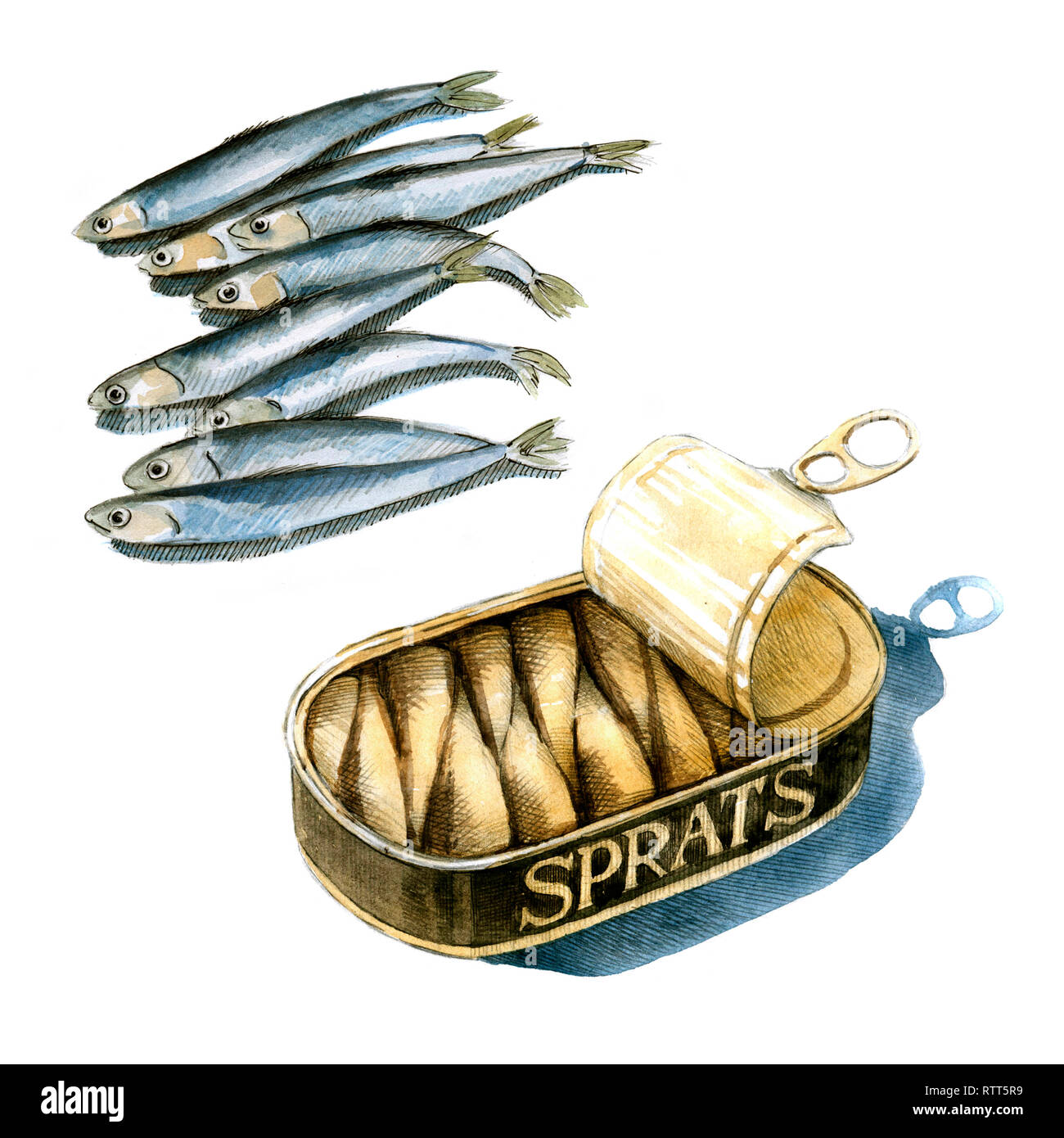 Aquarelle d'anchois Banque de photographies et d’images à haute ...