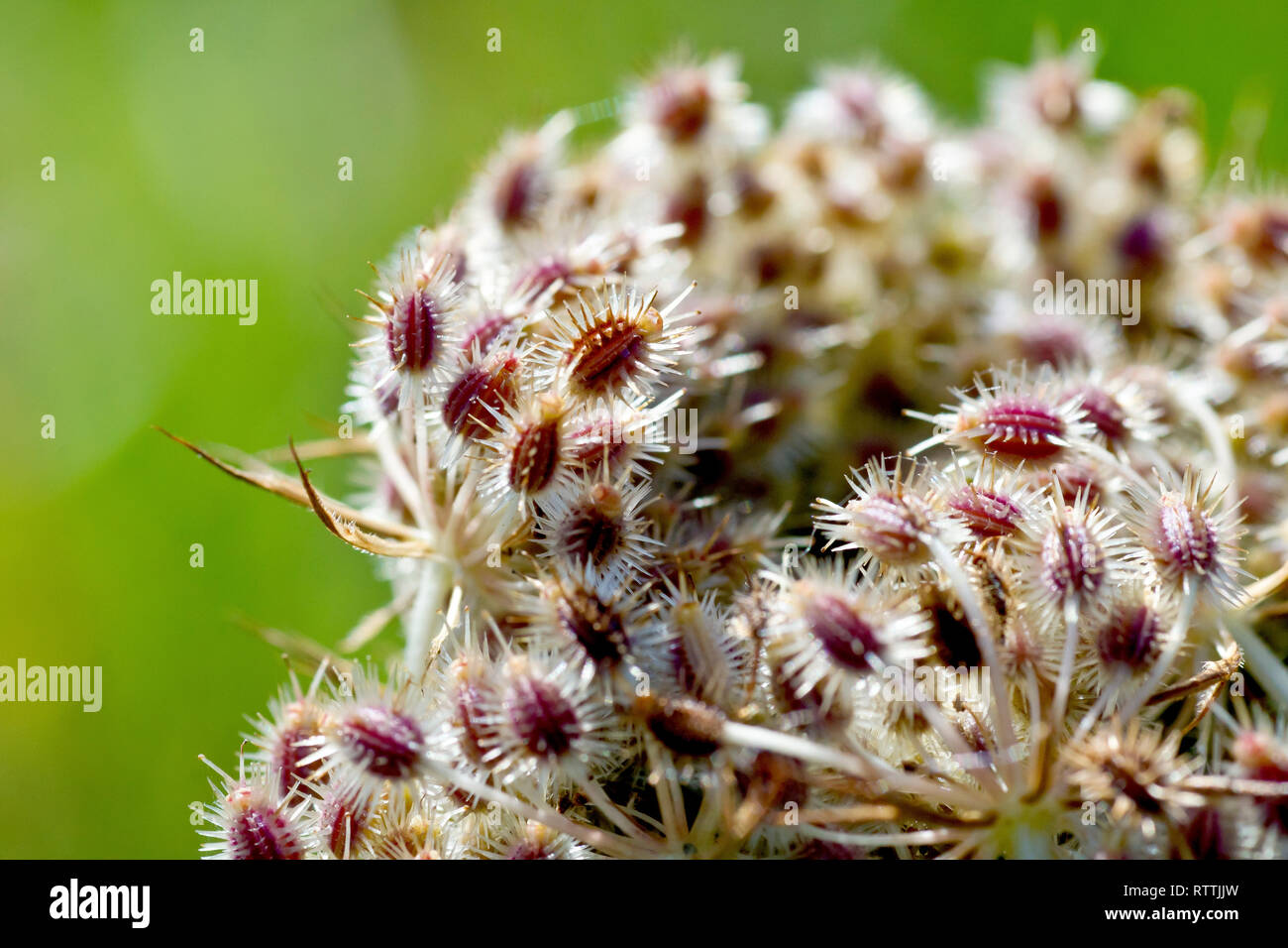 Graine de carotte sauvage Banque de photographies et d’images à haute ...