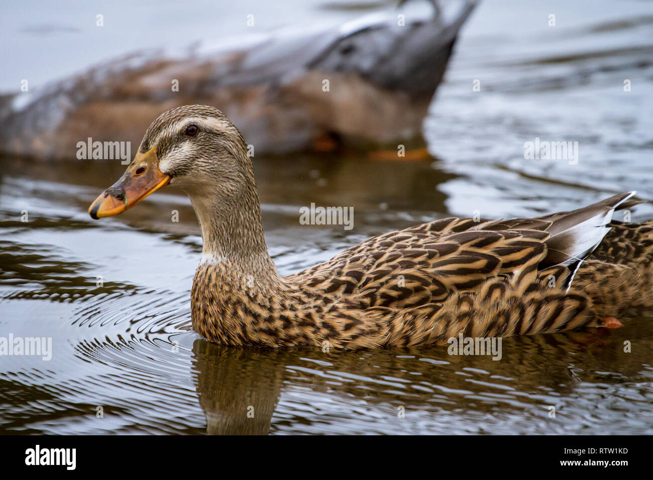 Canard de natation Banque de photographies et d’images à haute ...