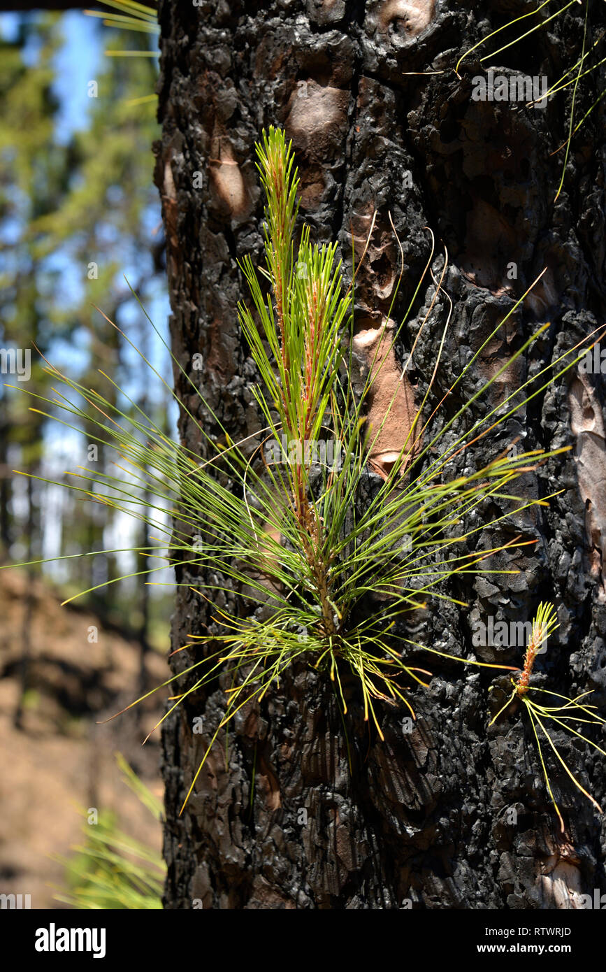 Pin pinus canariensis Banque de photographies et d’images à haute ...