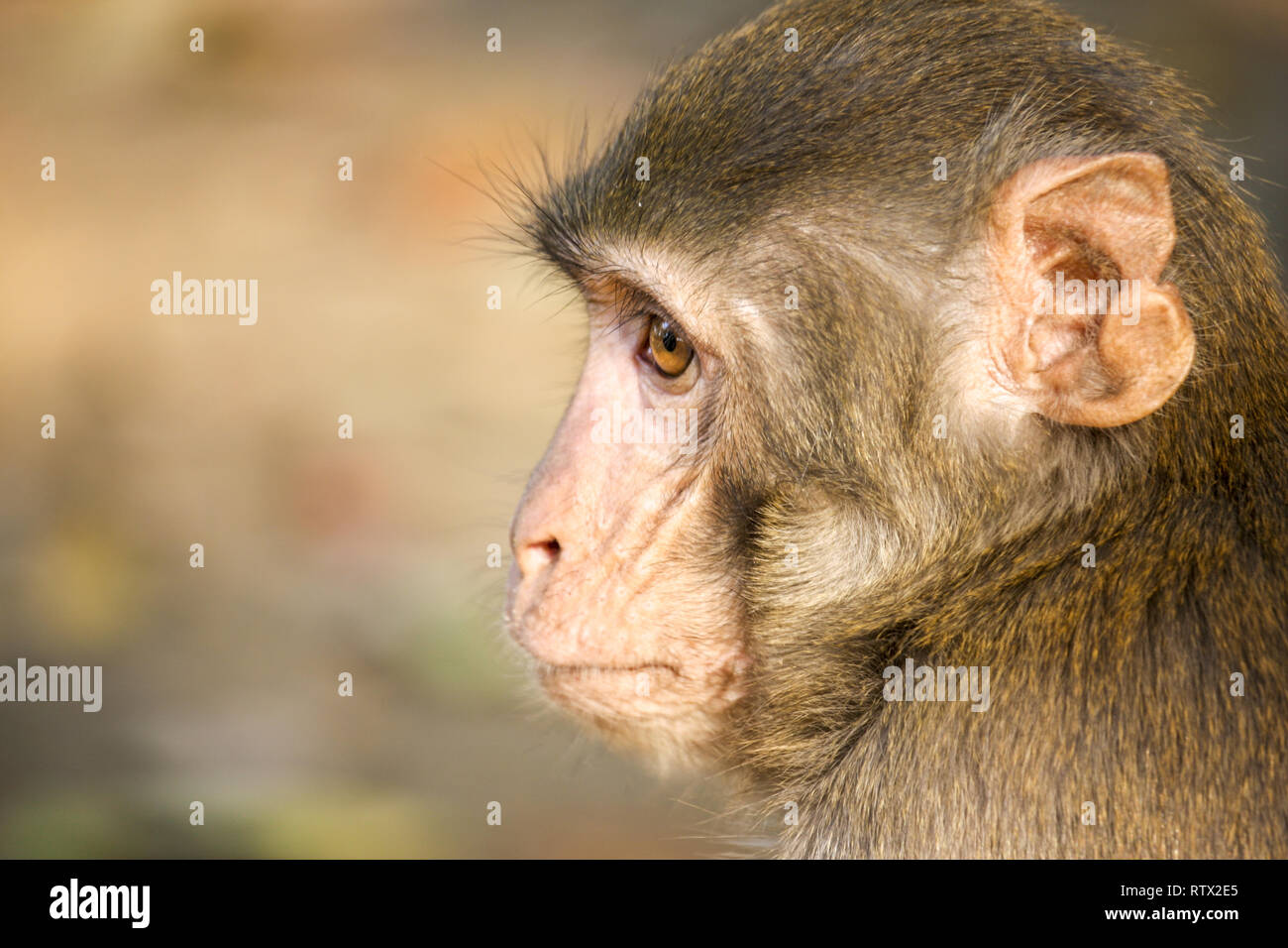 Monkey head Banque de photographies et d’images à haute résolution - Alamy