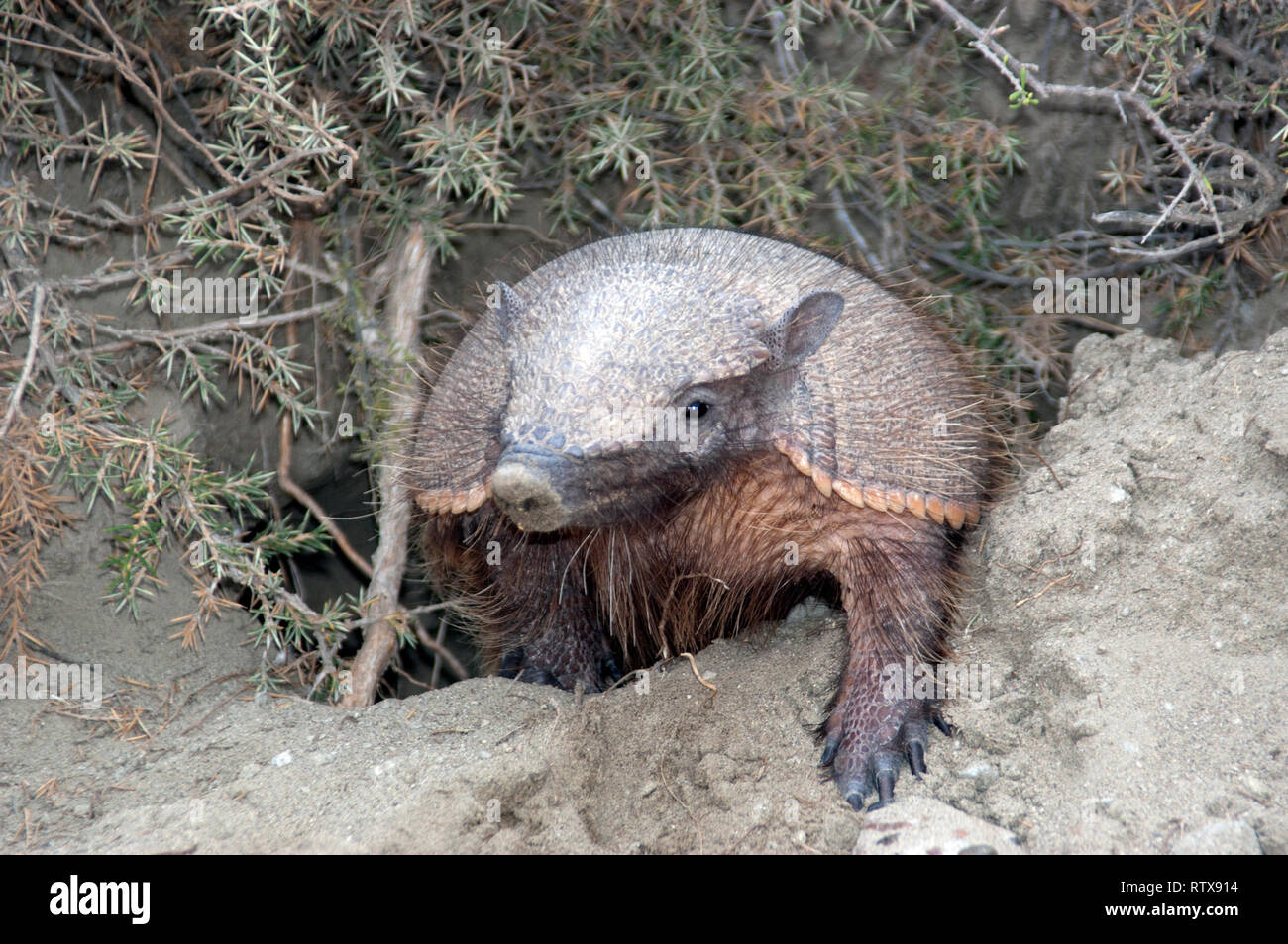 Armadillo pichi, nain ou Zaedys pichiy, endémique de la Patagonie, la ...