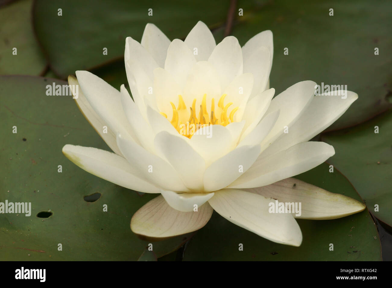 Nymphaea alba Banque de photographies et d’images à haute résolution ...