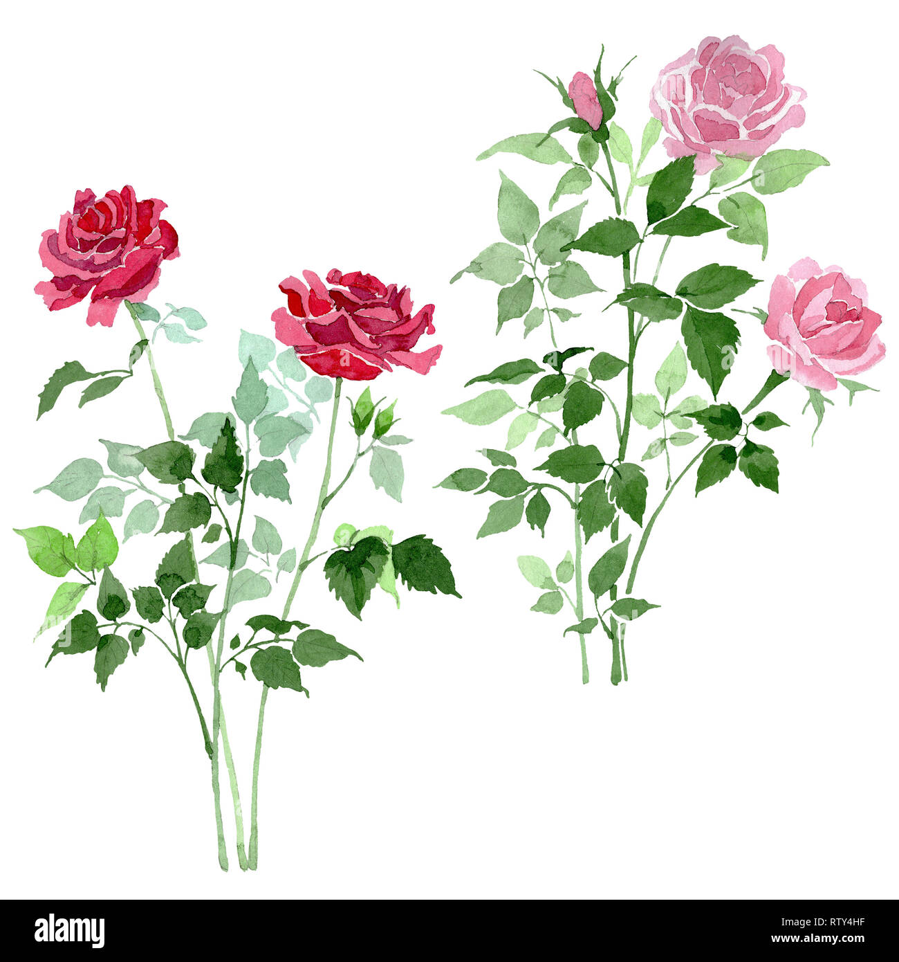 Dessin de rosier Banque de photographies et d’images à haute résolution ...