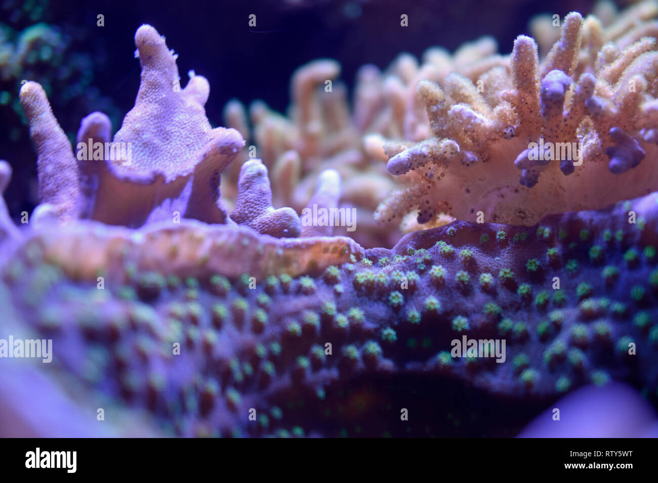 Octocorallia coraux mous Banque de photographies et d’images à haute ...