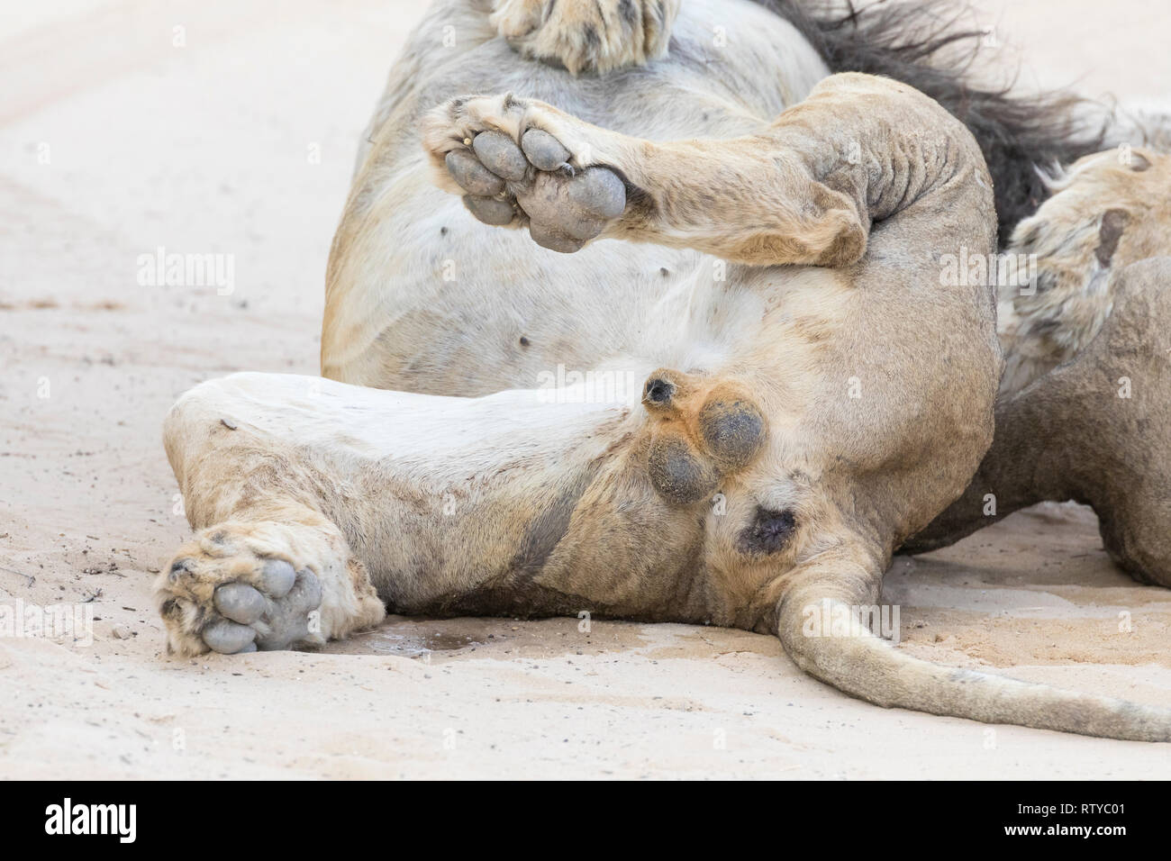 Kalahari, un homme Lion, Panthera leo, avec sévère, Kgalagadi ...